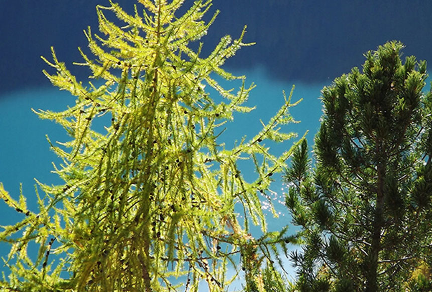 Our advice: Recommended hike: Larch & Swiss pine - Hotel Tonzhaus